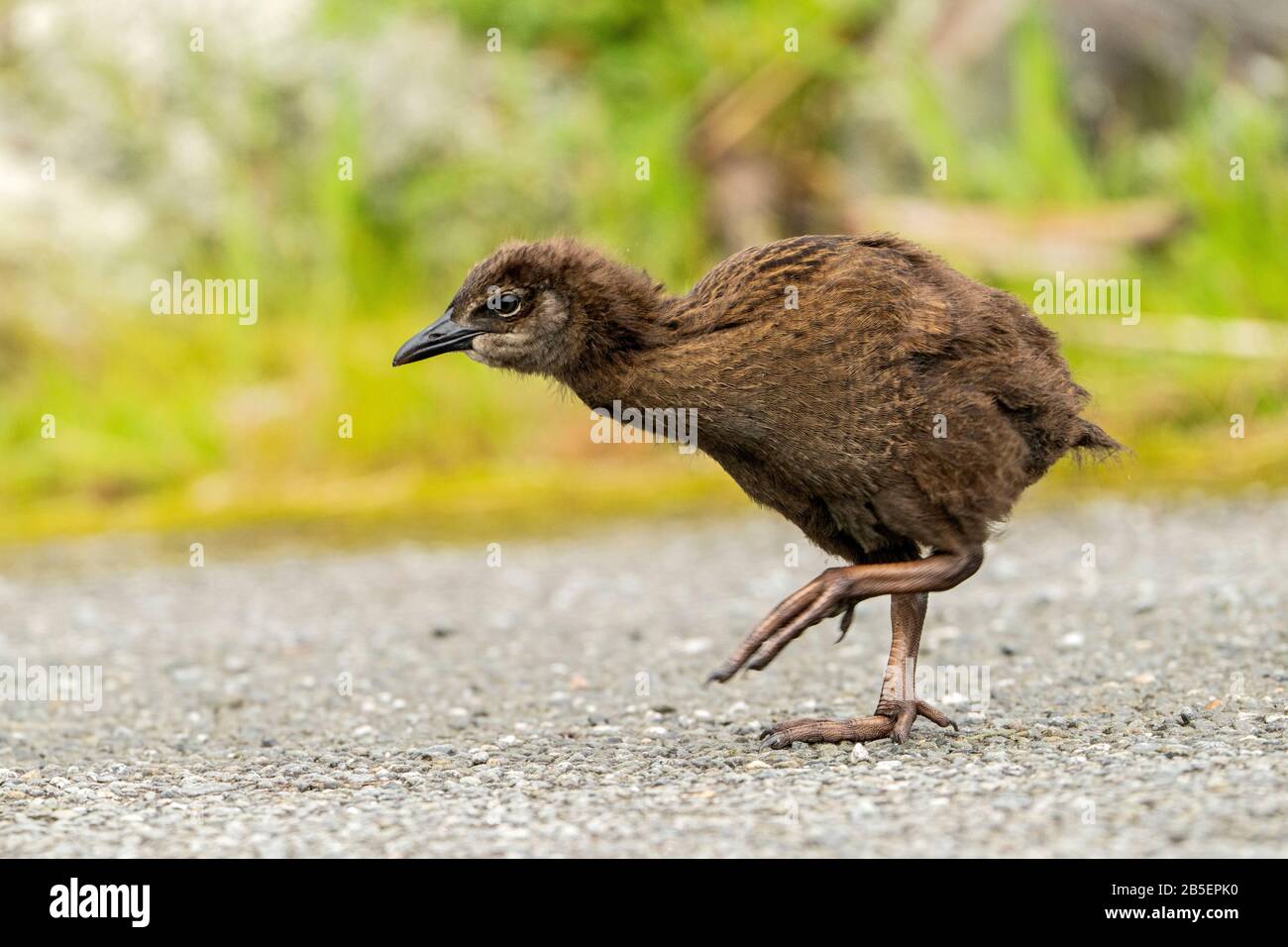 Weka feeding hi-res stock photography and images - Alamy