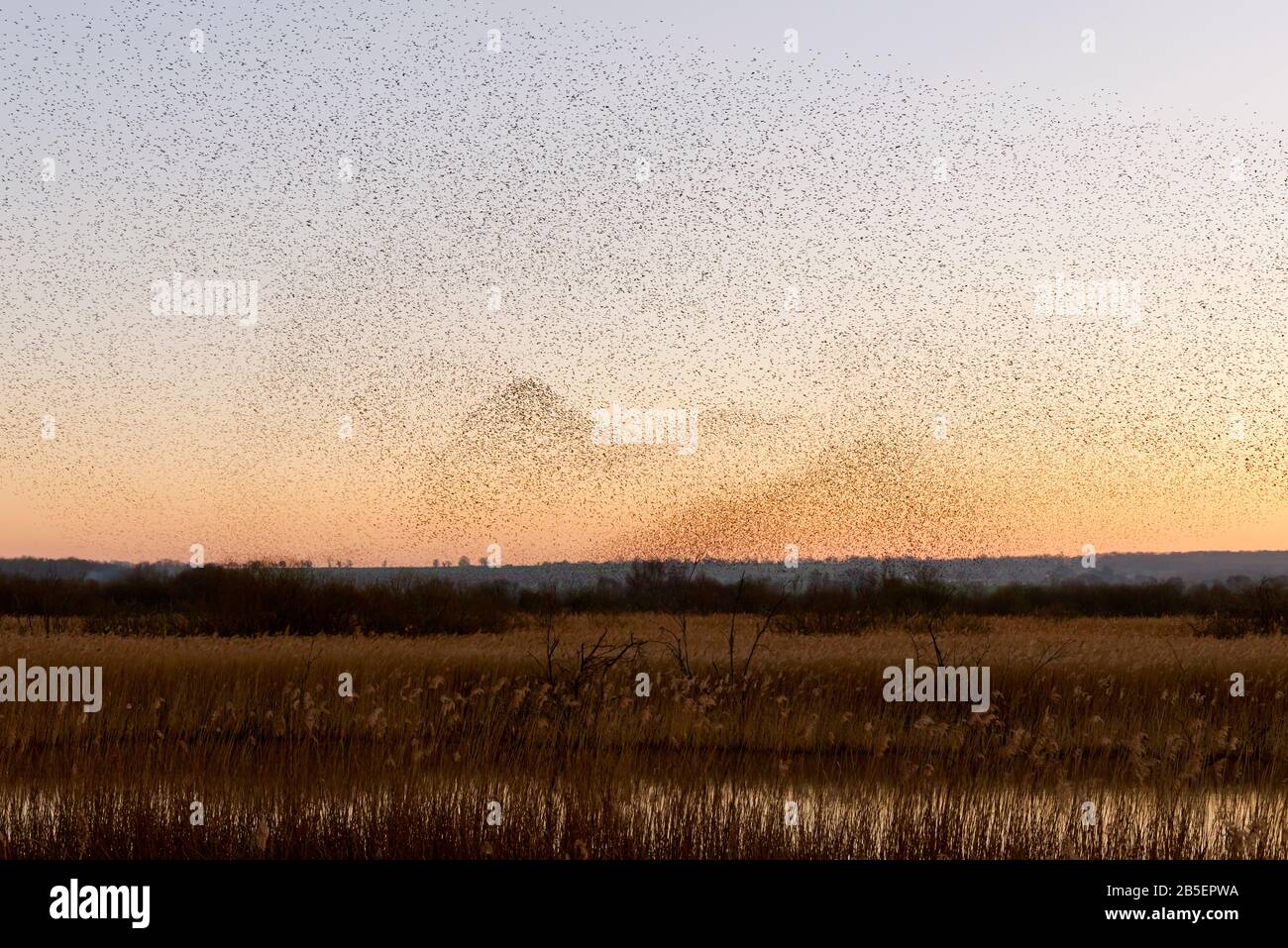 The spectacular sight of starling murmurations over Shapwick Heath on ...
