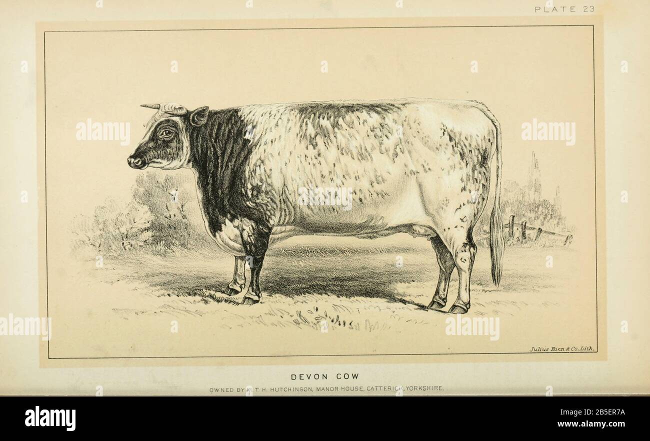 Dairy cow breed hi-res stock photography and images - Alamy