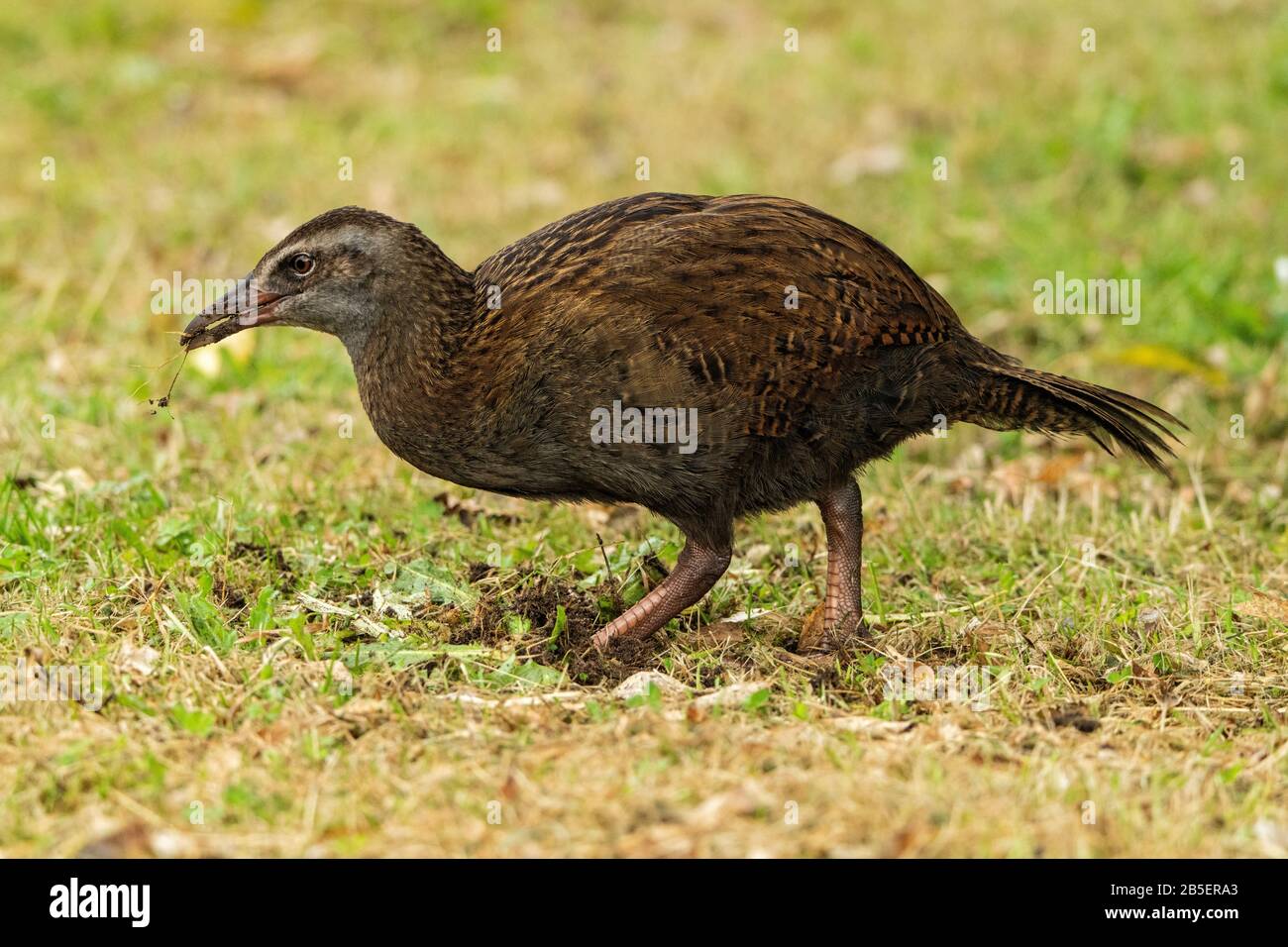 Weka young hi-res stock photography and images - Alamy