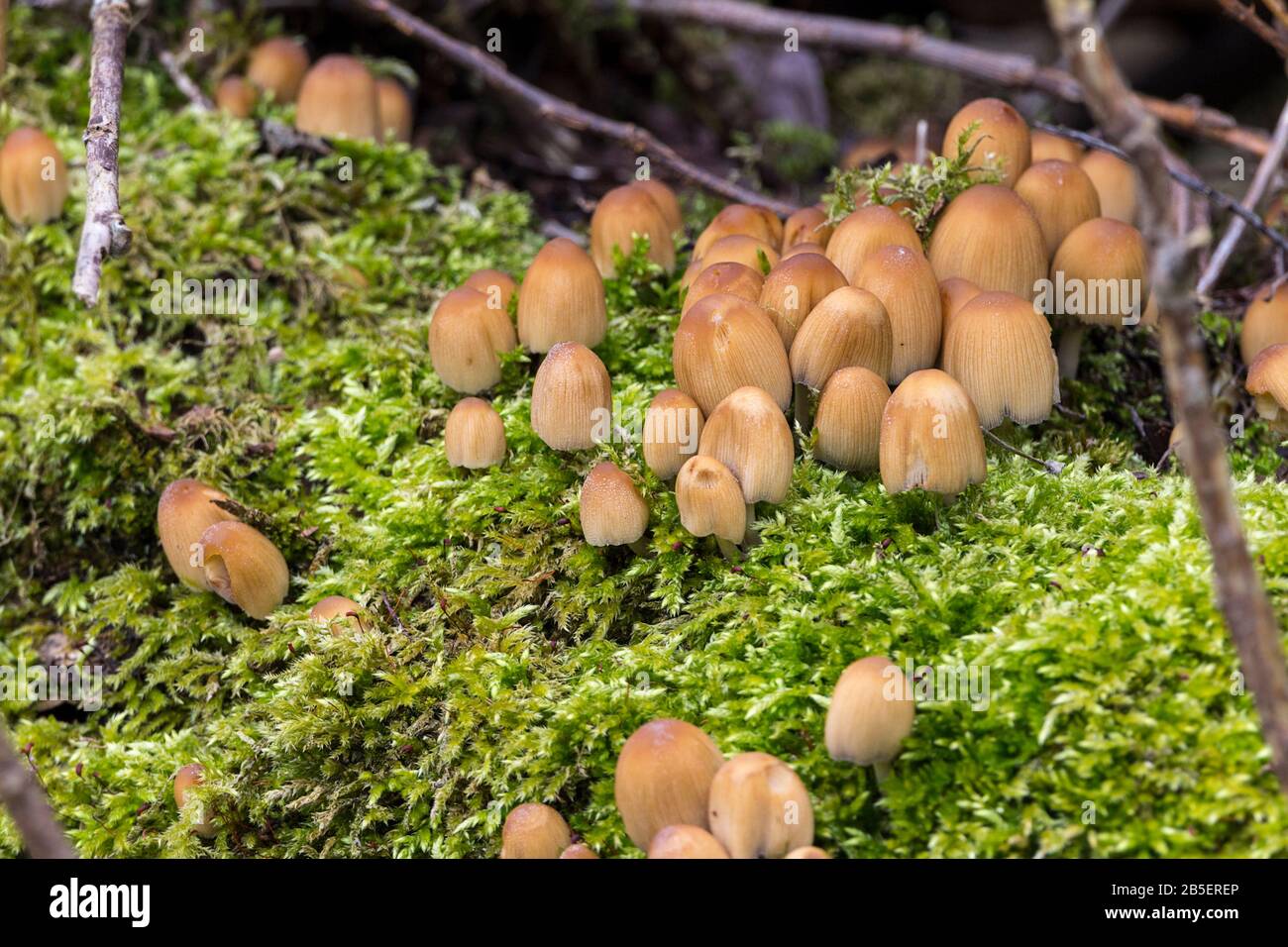 Bell shaped fungi hi-res stock photography and images - Alamy