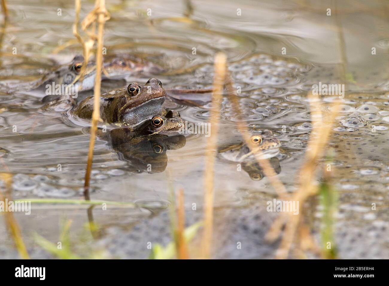 Frog frogs common Rana temporaria and frogspawn early spring mating ...