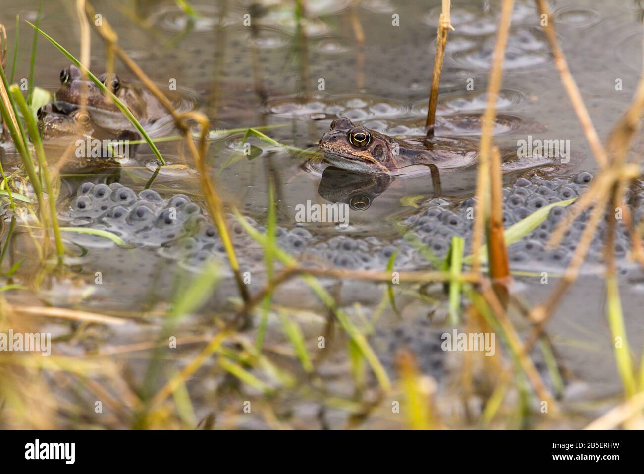 Frog frogs common Rana temporaria and frogspawn early spring mating ...