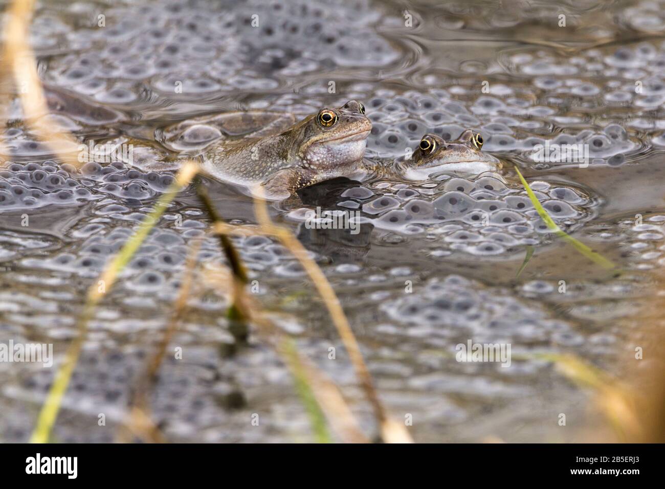 Frog frogs common Rana temporaria and frogspawn early spring mating ...