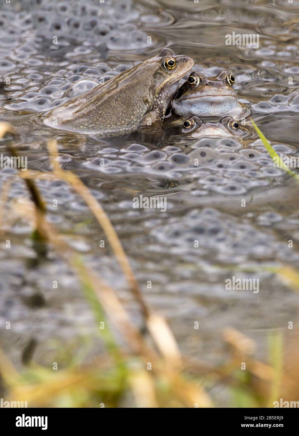 Frog frogs common Rana temporaria and frogspawn early spring mating ...