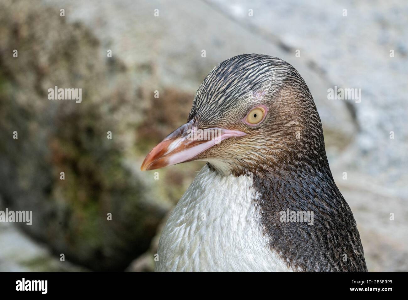 Endangered yellow eyed penguin megadyptes antipodes hi-res stock ...