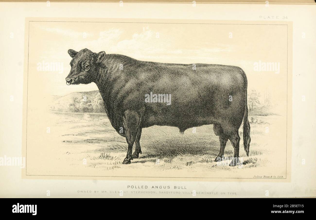 Old breed of cattle hi-res stock photography and images - Alamy