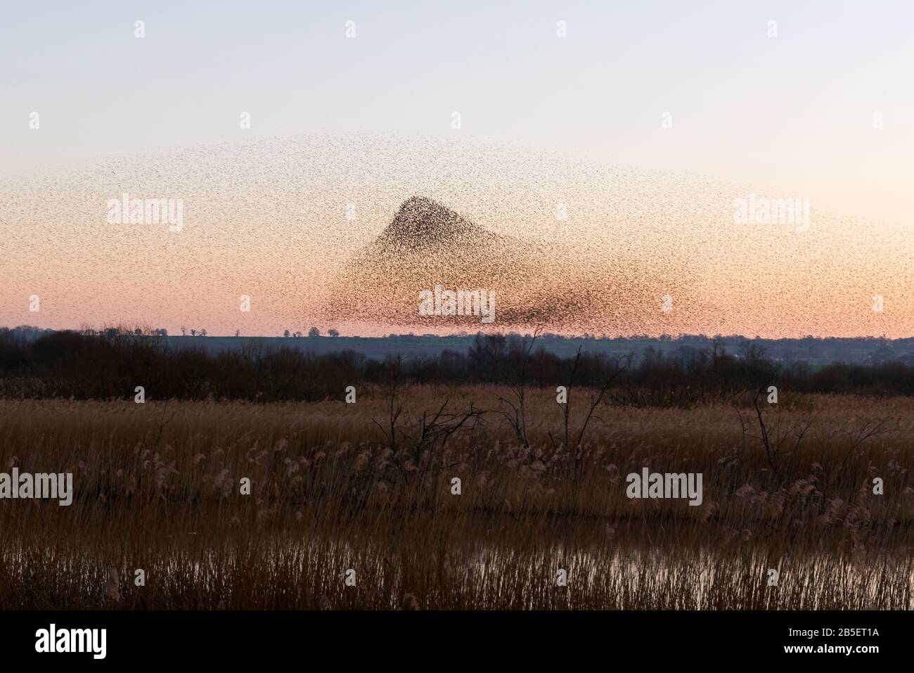 The spectacular sight of starling murmurations over Shapwick Heath on ...
