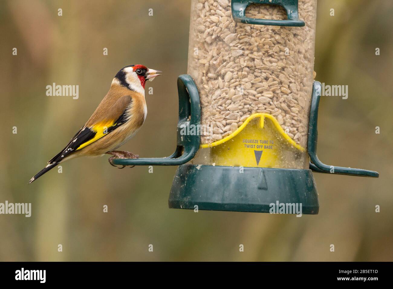 Goldfinch (Carduelis carduelis) yellow wing bars white on rump and side ...