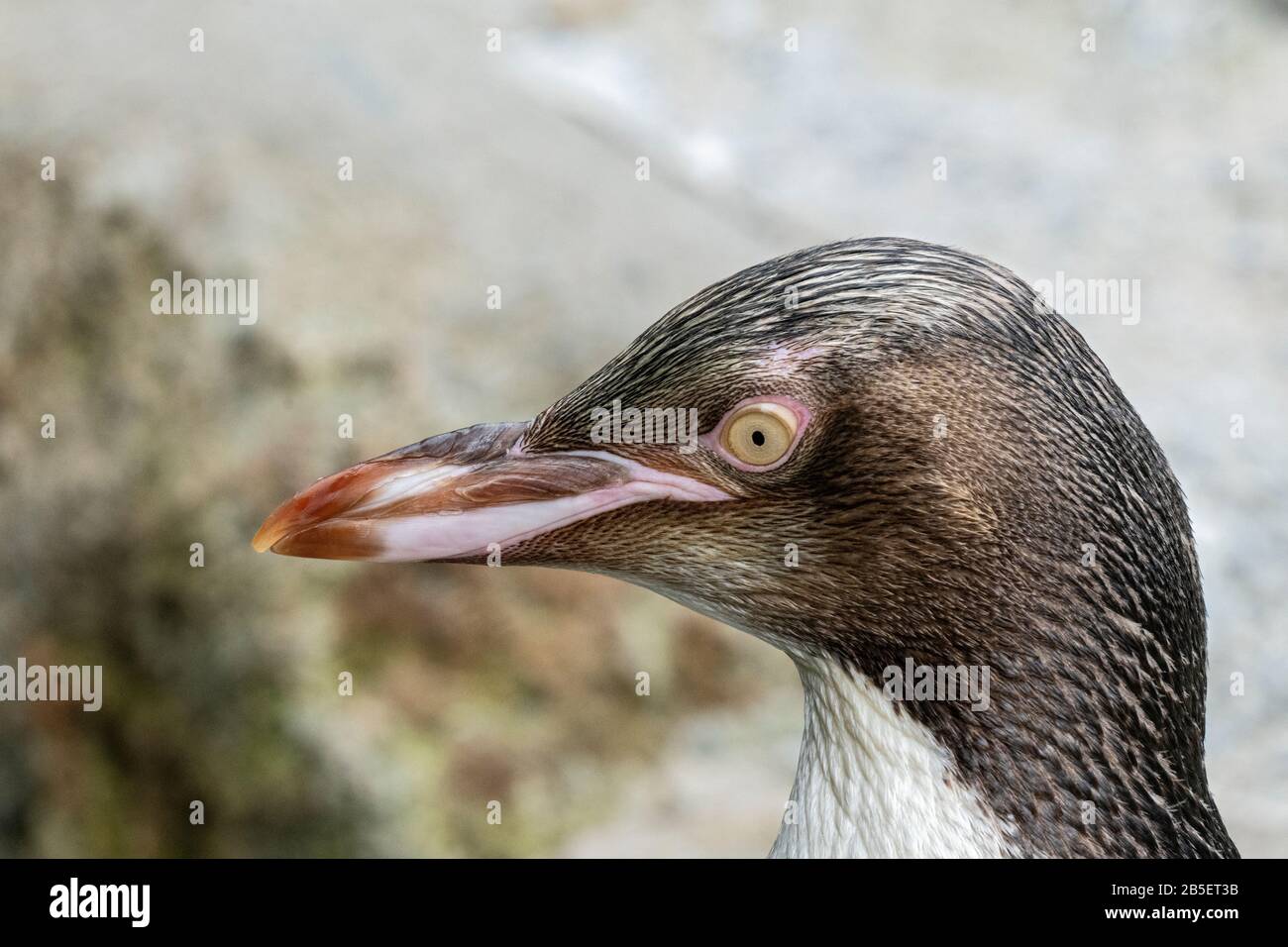 Endangered yellow eyed penguin megadyptes antipodes hi-res stock ...