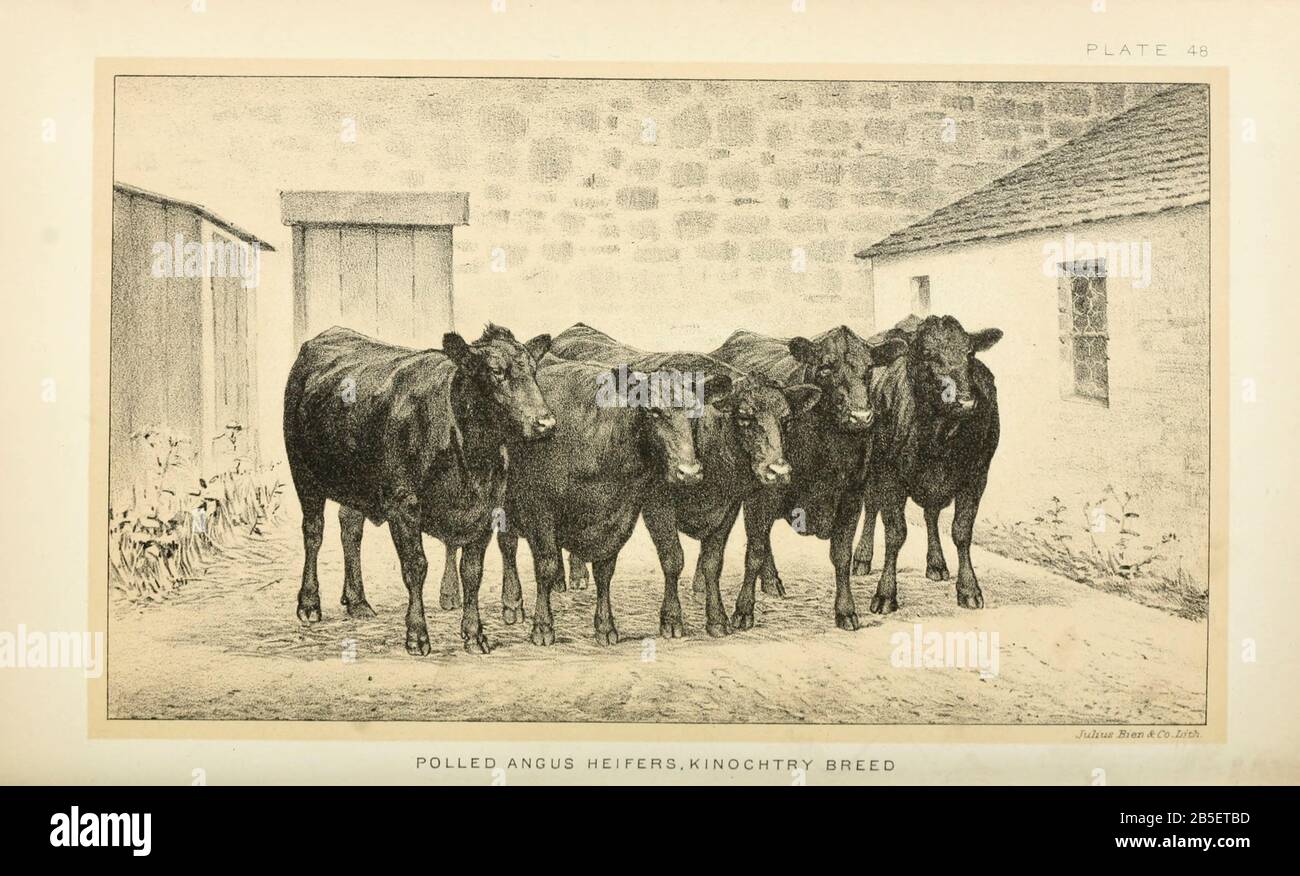 Breed of dairy cattle hi-res stock photography and images - Alamy