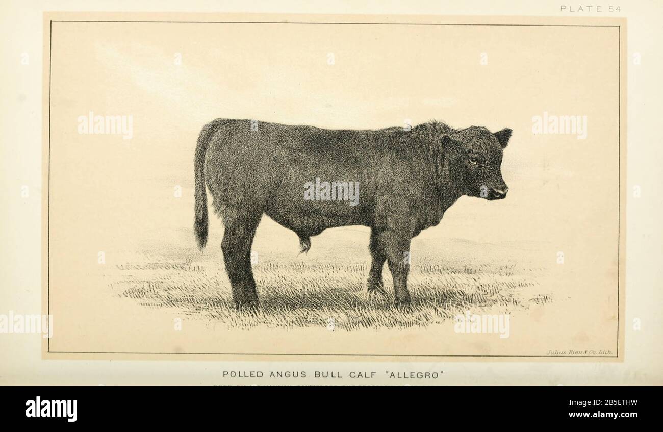 Angus bull engraving hi-res stock photography and images - Alamy