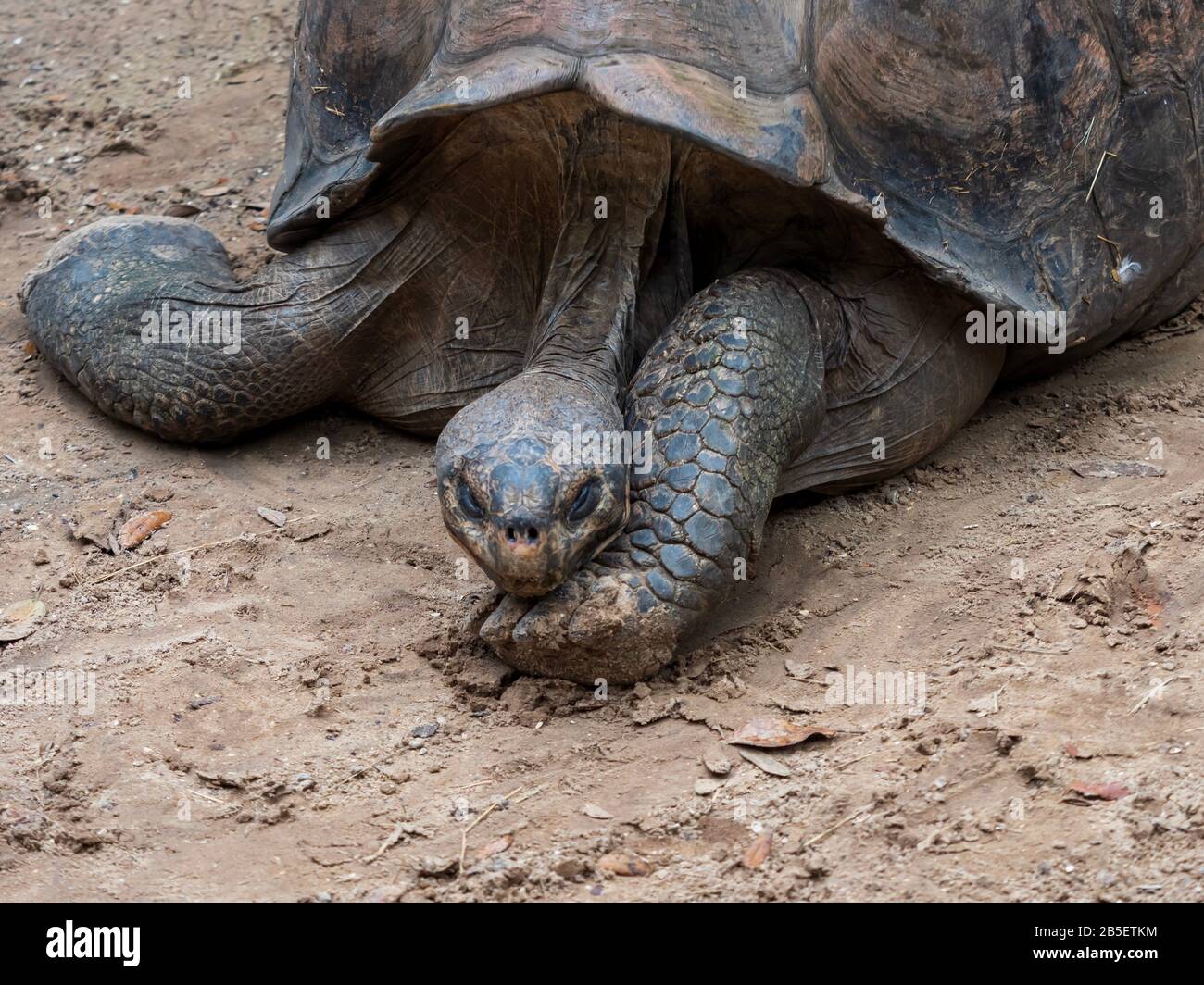 Giant box turtle resting its head on its arm, relaxing in the dirt ...