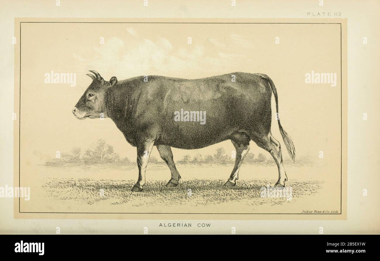 Algerian Cow from Cattle and dairy farming. Published 1887 by Govt ...