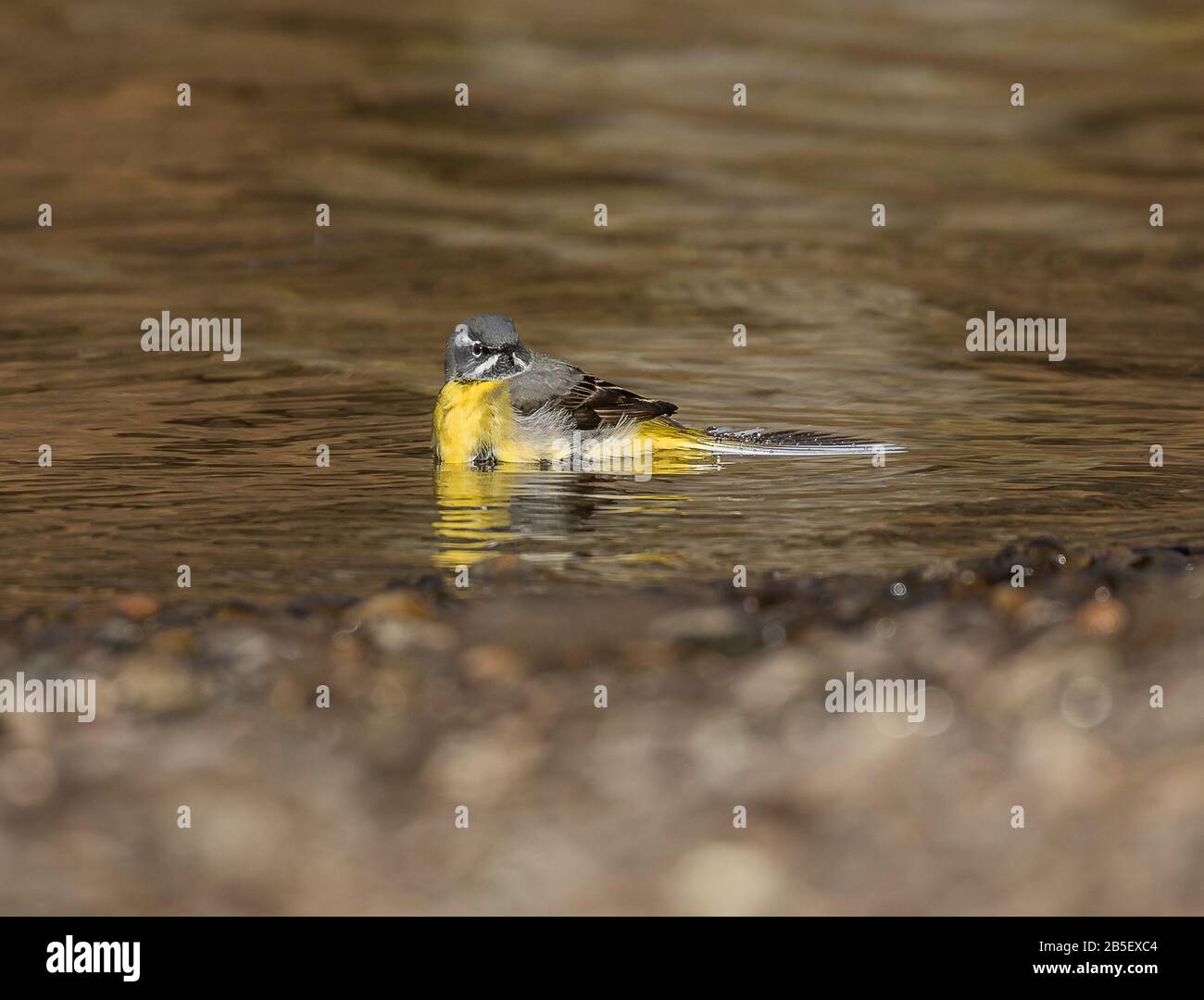 Pied wagtail in tree hi-res stock photography and images - Alamy