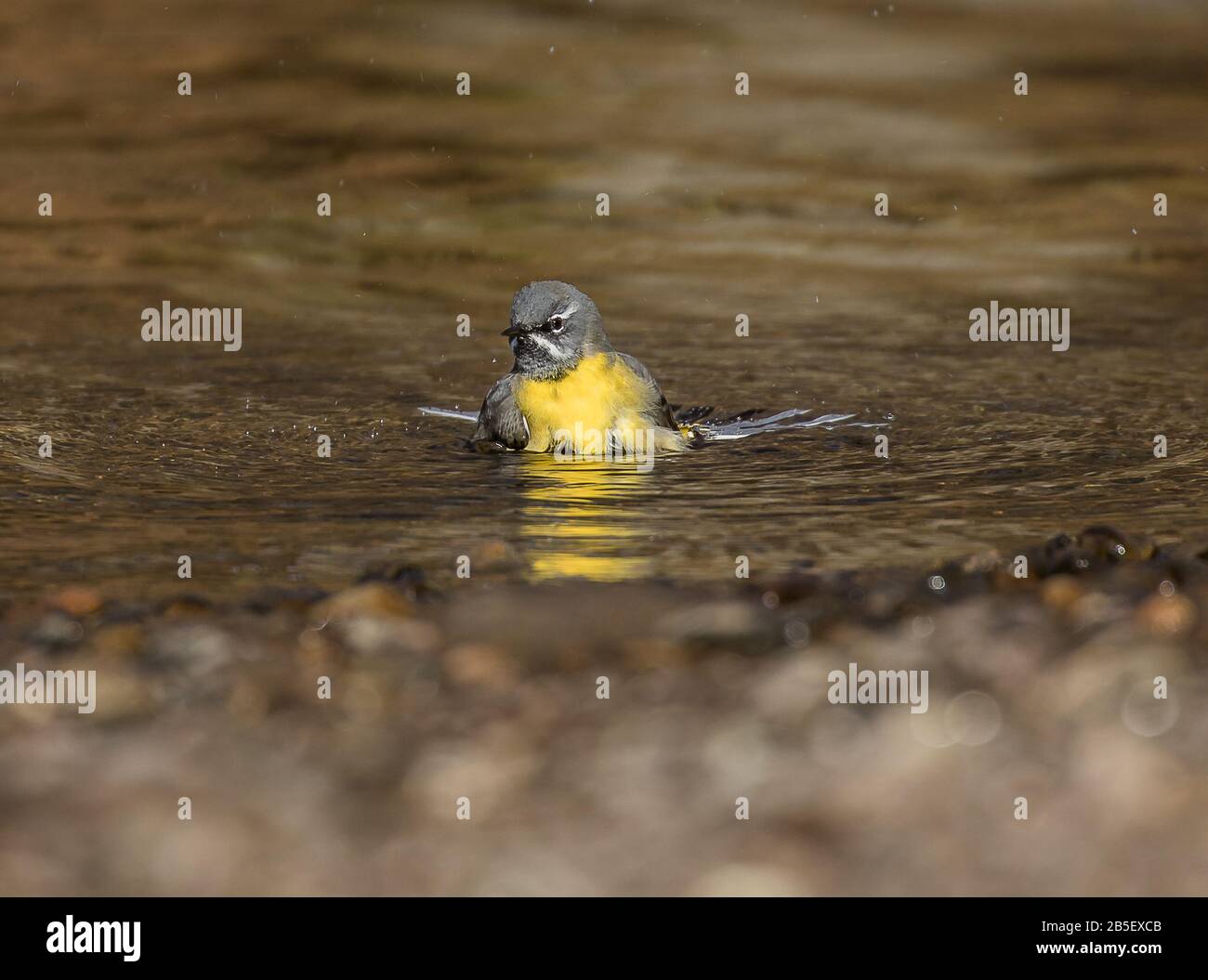 Pied wagtail in tree hi-res stock photography and images - Alamy