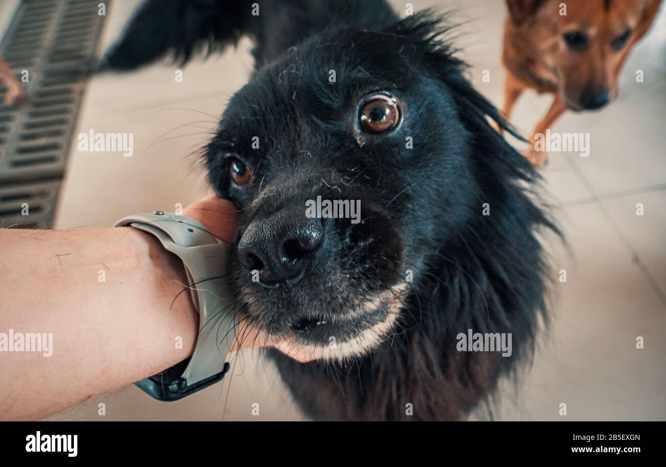 Family helping at animal shelter hi-res stock photography and images ...