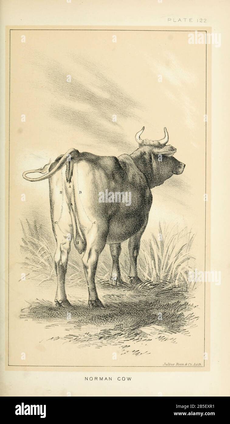 Norman cow hi-res stock photography and images - Alamy