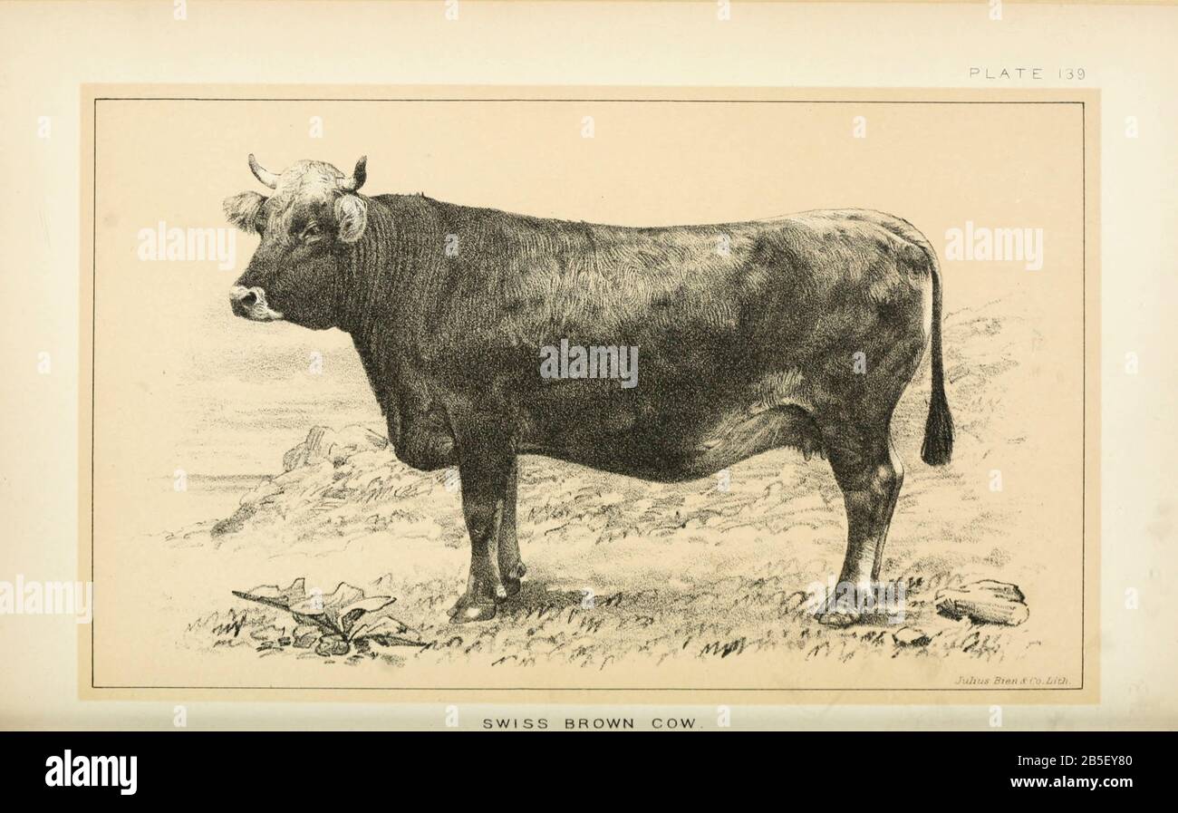 Ancient breeds of cows hi-res stock photography and images - Alamy