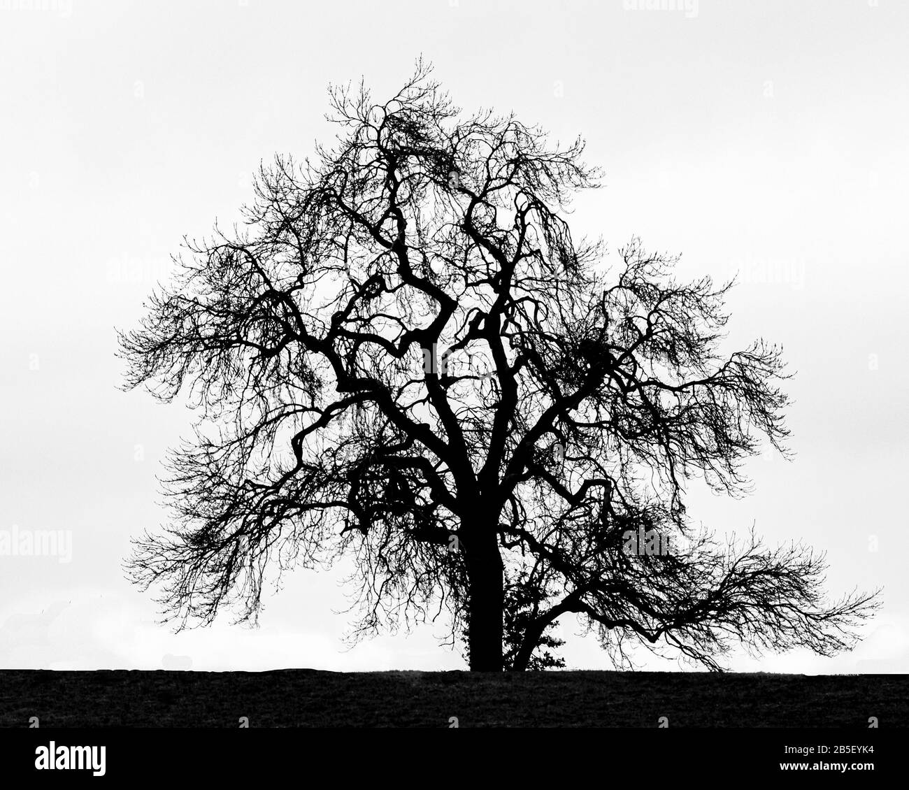 Oak twigs Black and White Stock Photos & Images - Alamy