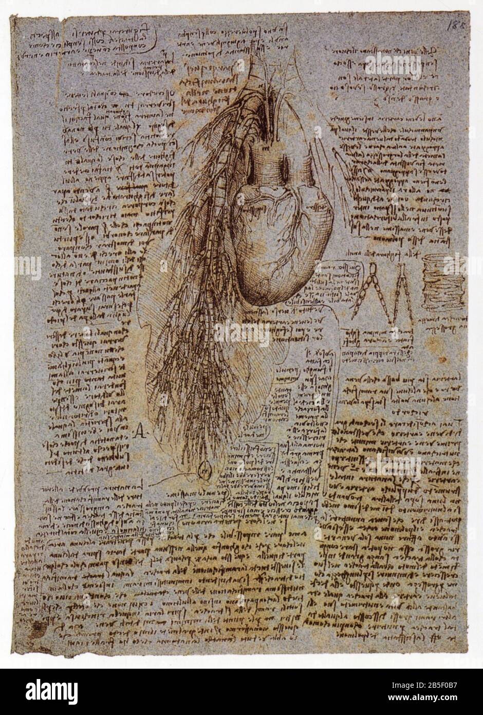 Leonardo da Vinci. The heart and lung. 1513 Stock Photo - Alamy