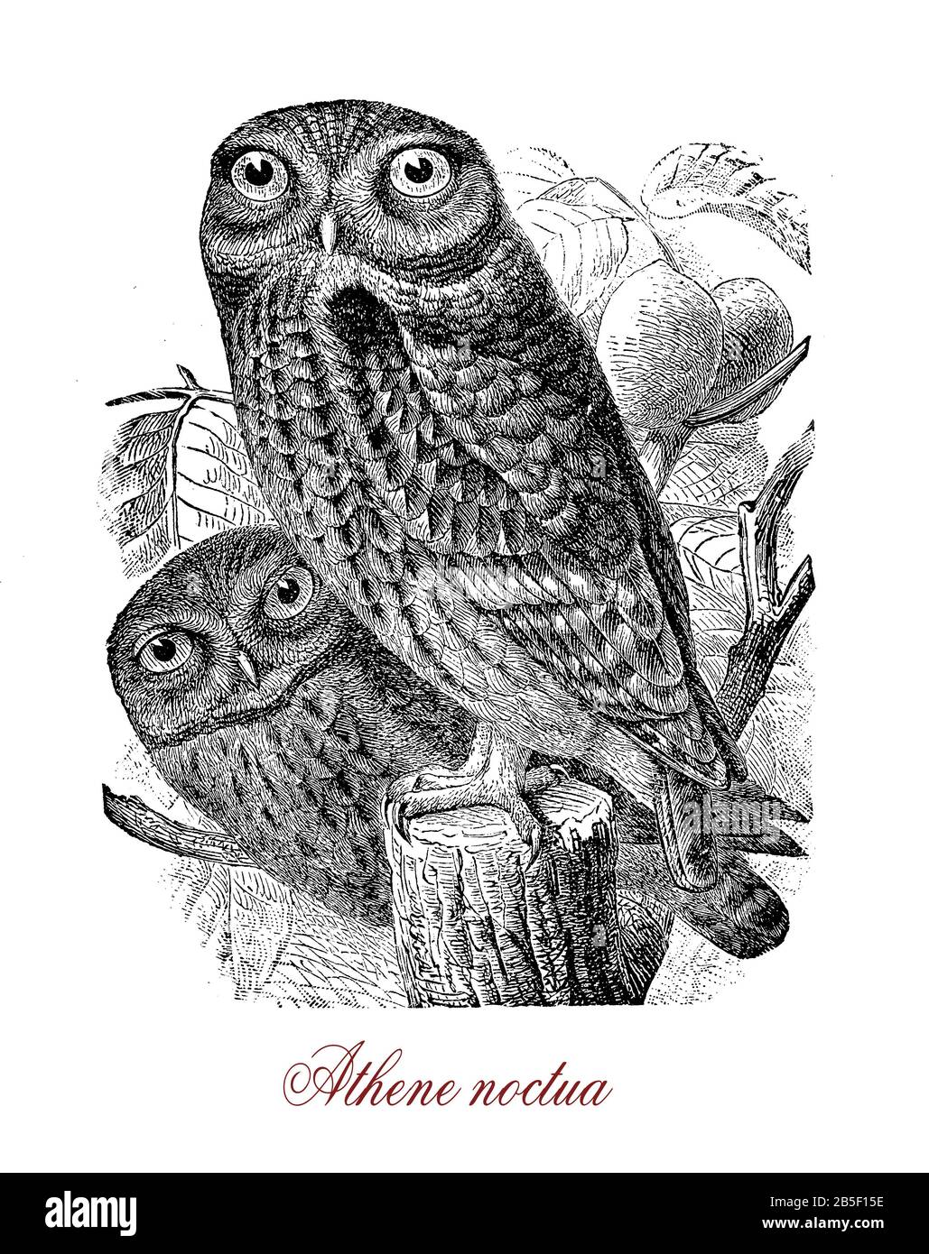 Greyish brown feathers Cut Out Stock Images & Pictures - Alamy