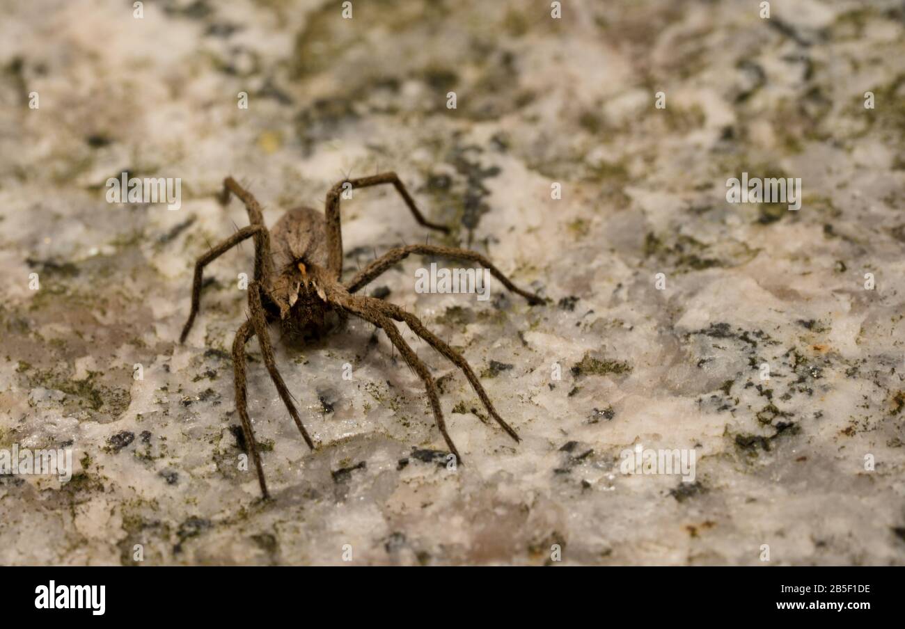 Tarantula on floor hi-res stock photography and images - Alamy