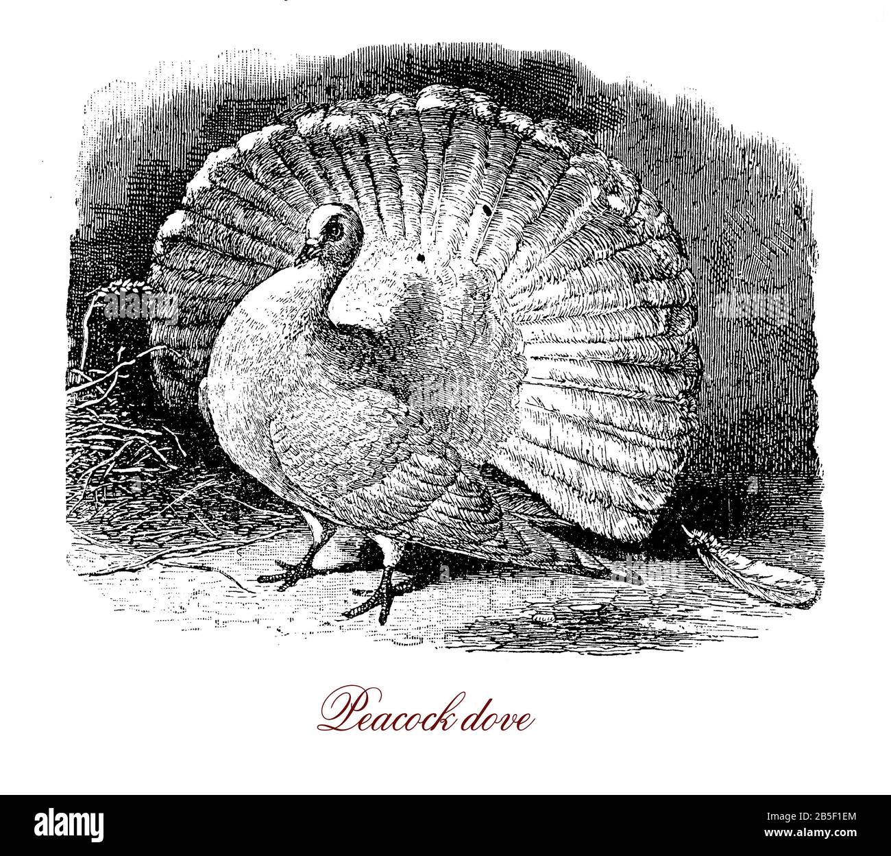 Indian white pigeon hi-res stock photography and images - Alamy