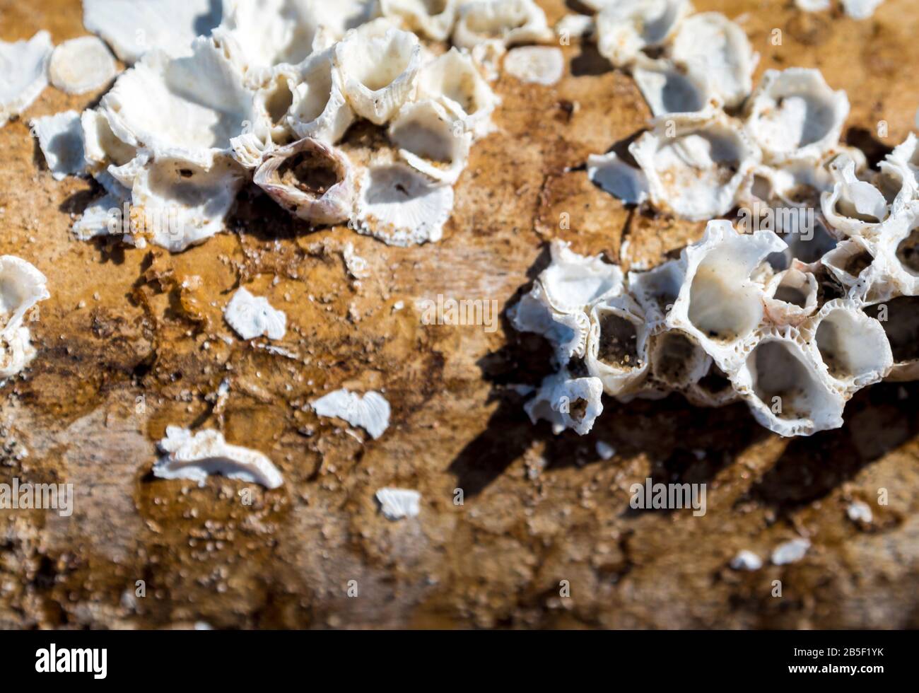 Dried barnacle shell on the surface of dried wood Stock Photo - Alamy