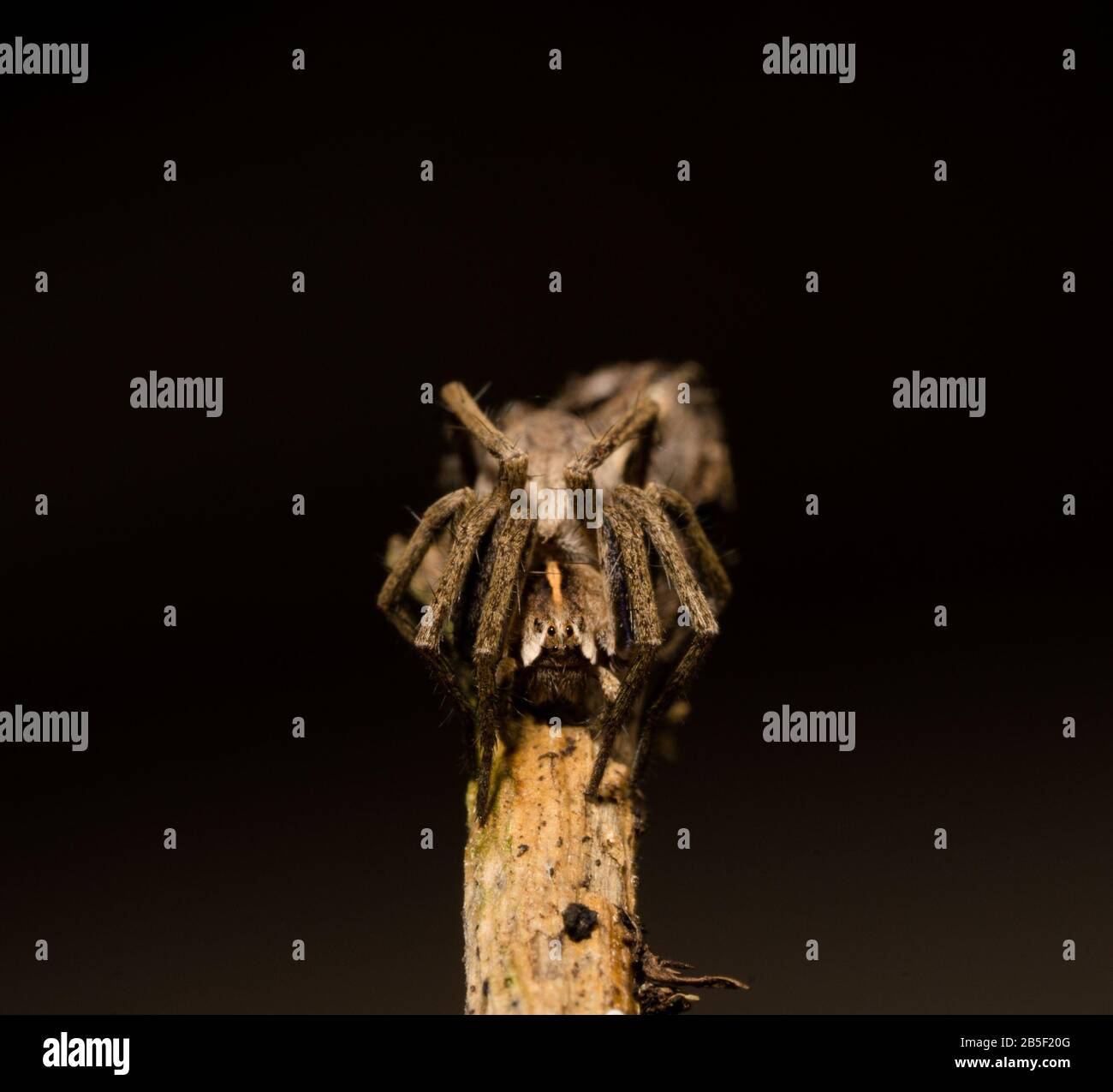 wolf spider sitting on a wood stick in spring time, hessen, germany ...