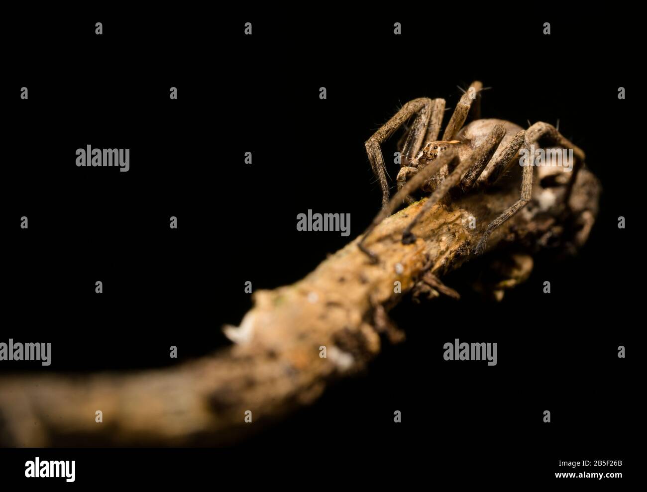 wolf spider sitting on a wood stick in spring time, hessen, germany ...