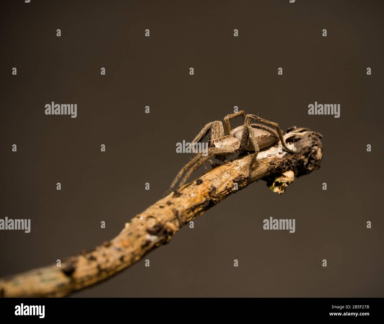 wolf spider sitting on a wood stick in spring time, hessen, germany ...