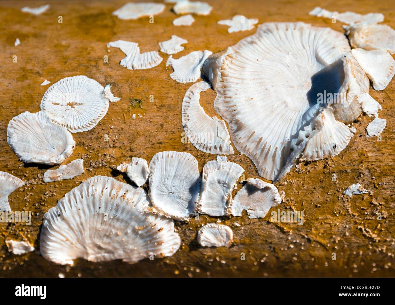 Dried barnacle shell on the surface of dried wood Stock Photo - Alamy