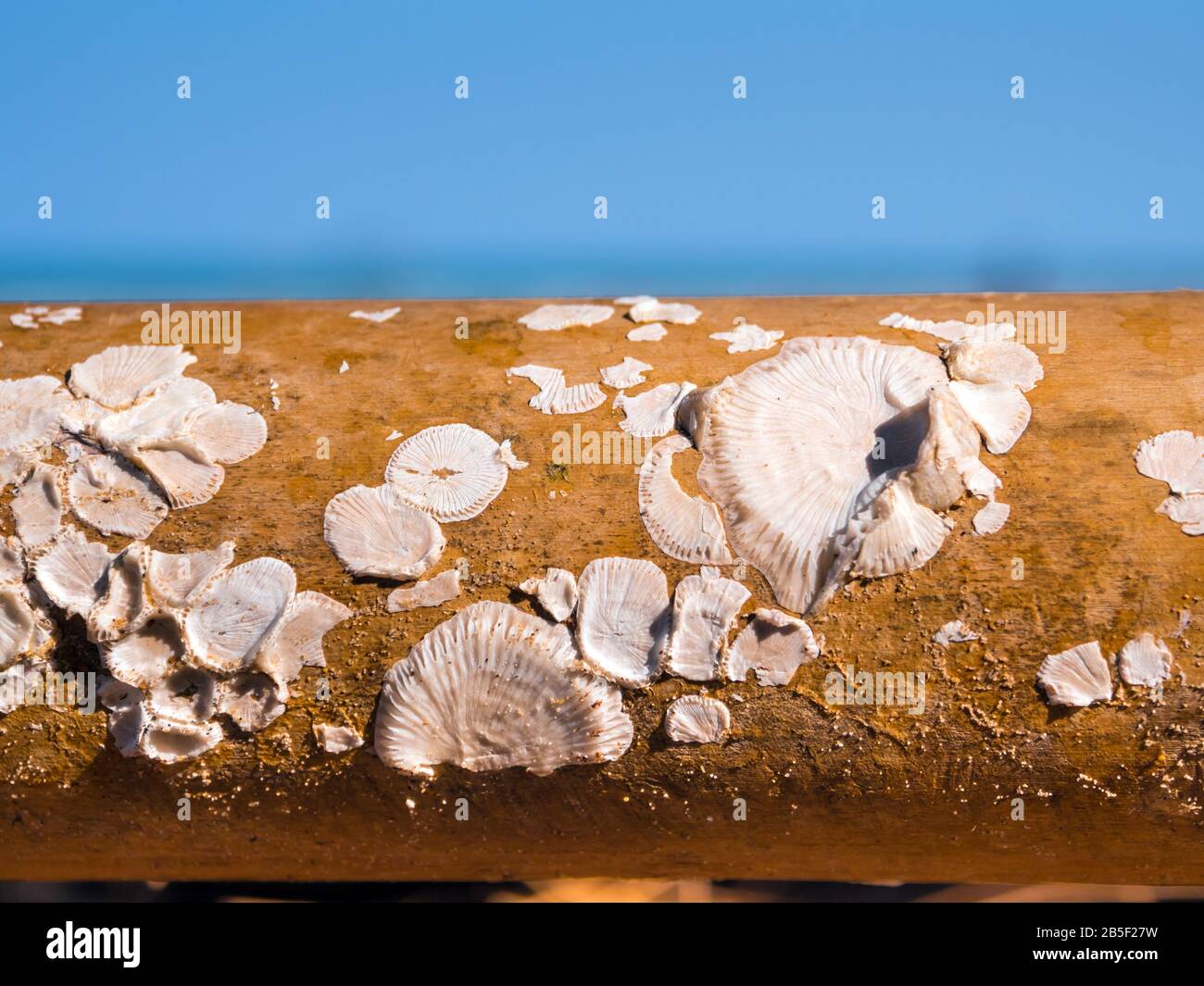 Dried barnacle shell on the surface of dried wood Stock Photo - Alamy