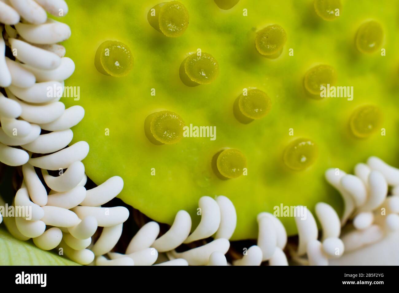 Pollen Pods High Resolution Stock Photography and Images - Alamy