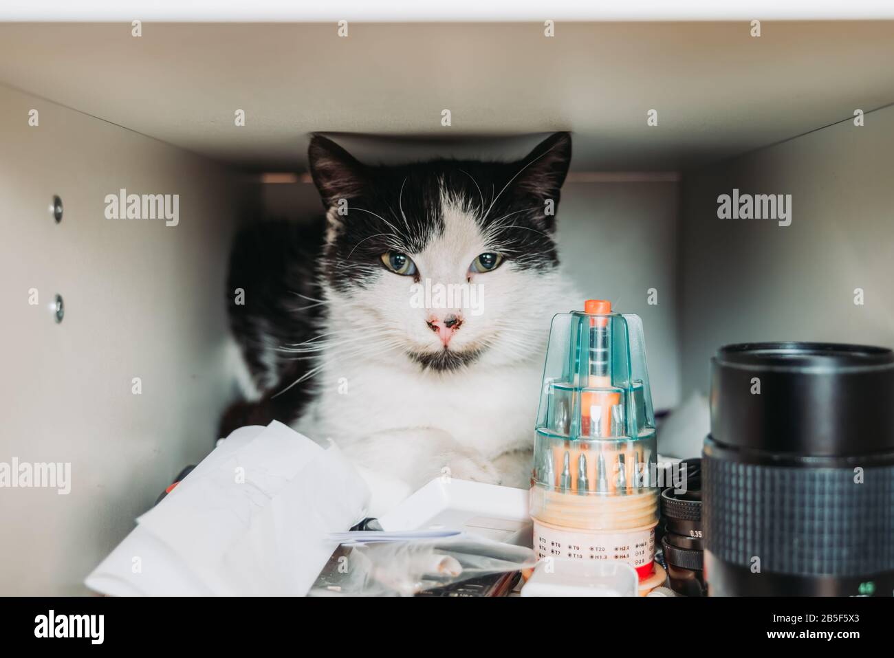curious cat hiding in work desk Stock Photo - Alamy