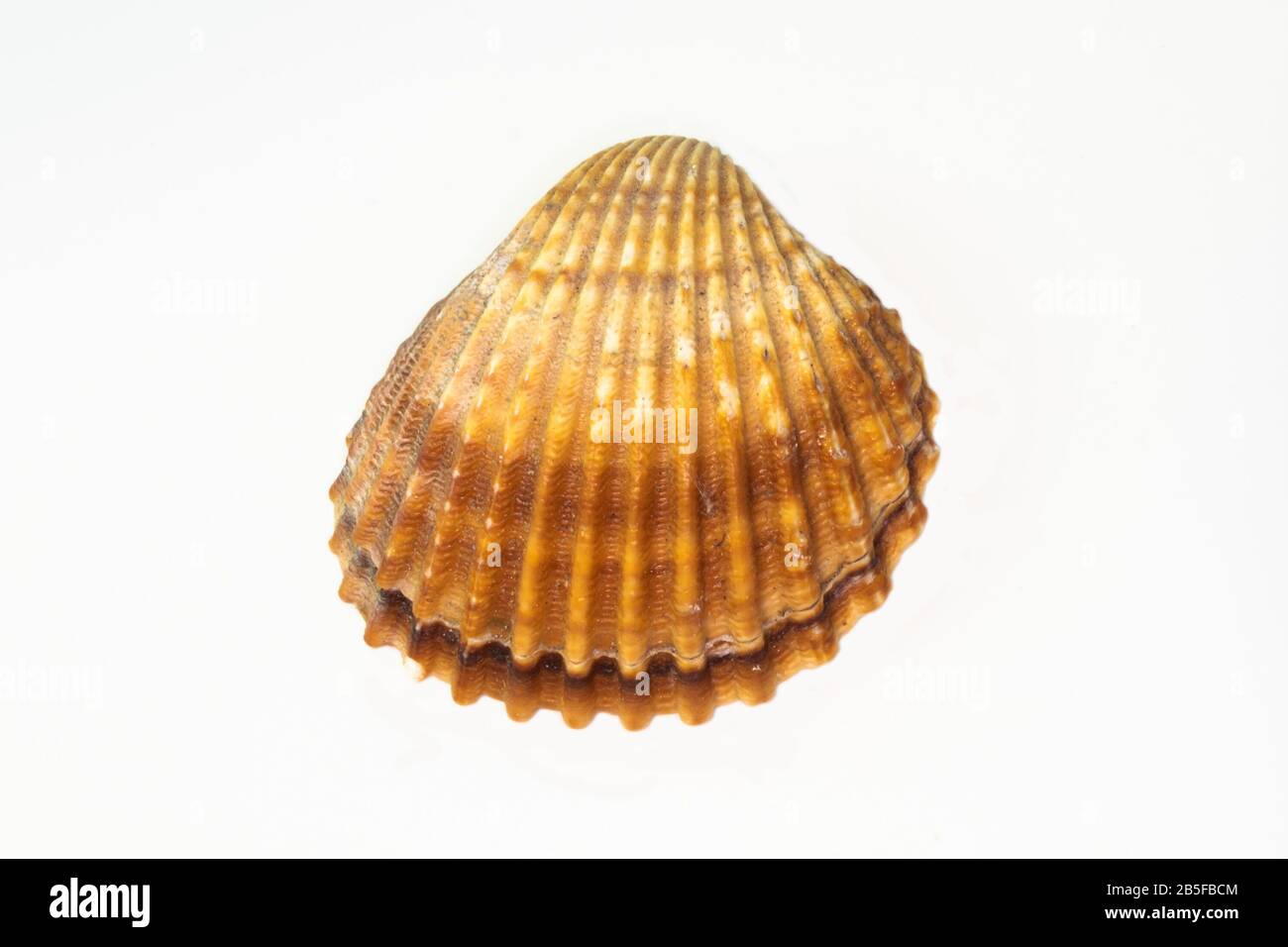 Beautiful seashell isolated on a white background Stock Photo - Alamy