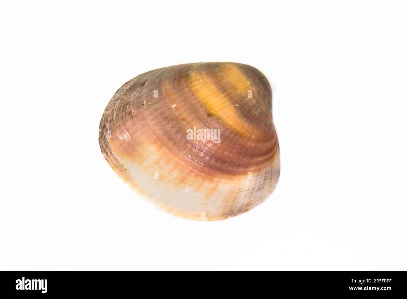 Beautiful seashell isolated on a white background Stock Photo - Alamy