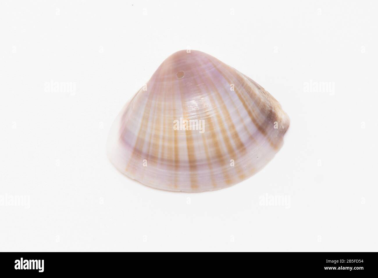 Beautiful seashell isolated on a white background Stock Photo - Alamy