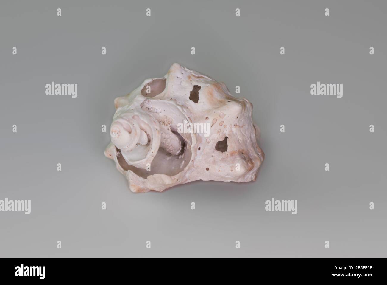 Beautiful seashell isolated on a white background Stock Photo - Alamy