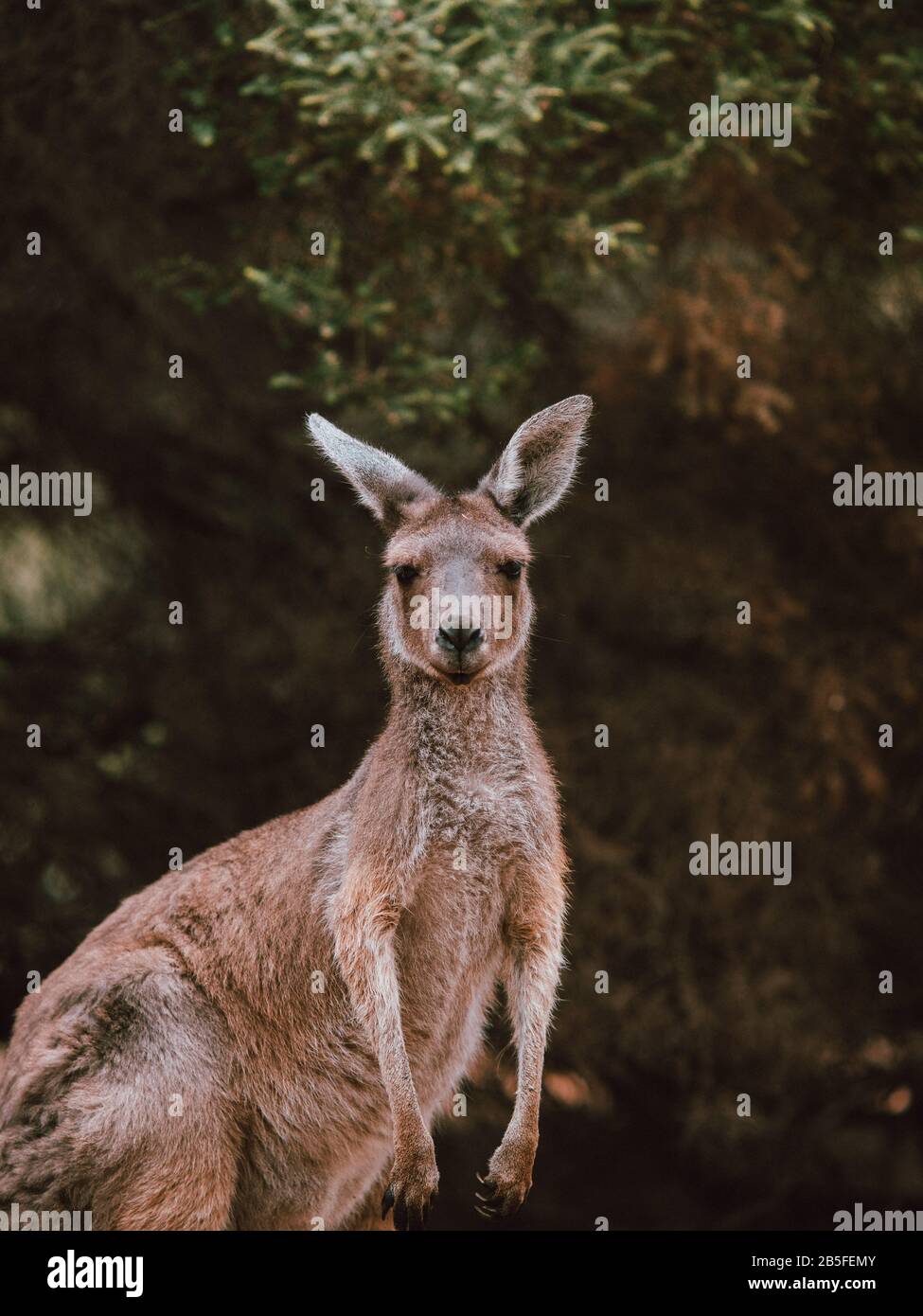 Kanga hi-res stock photography and images - Alamy