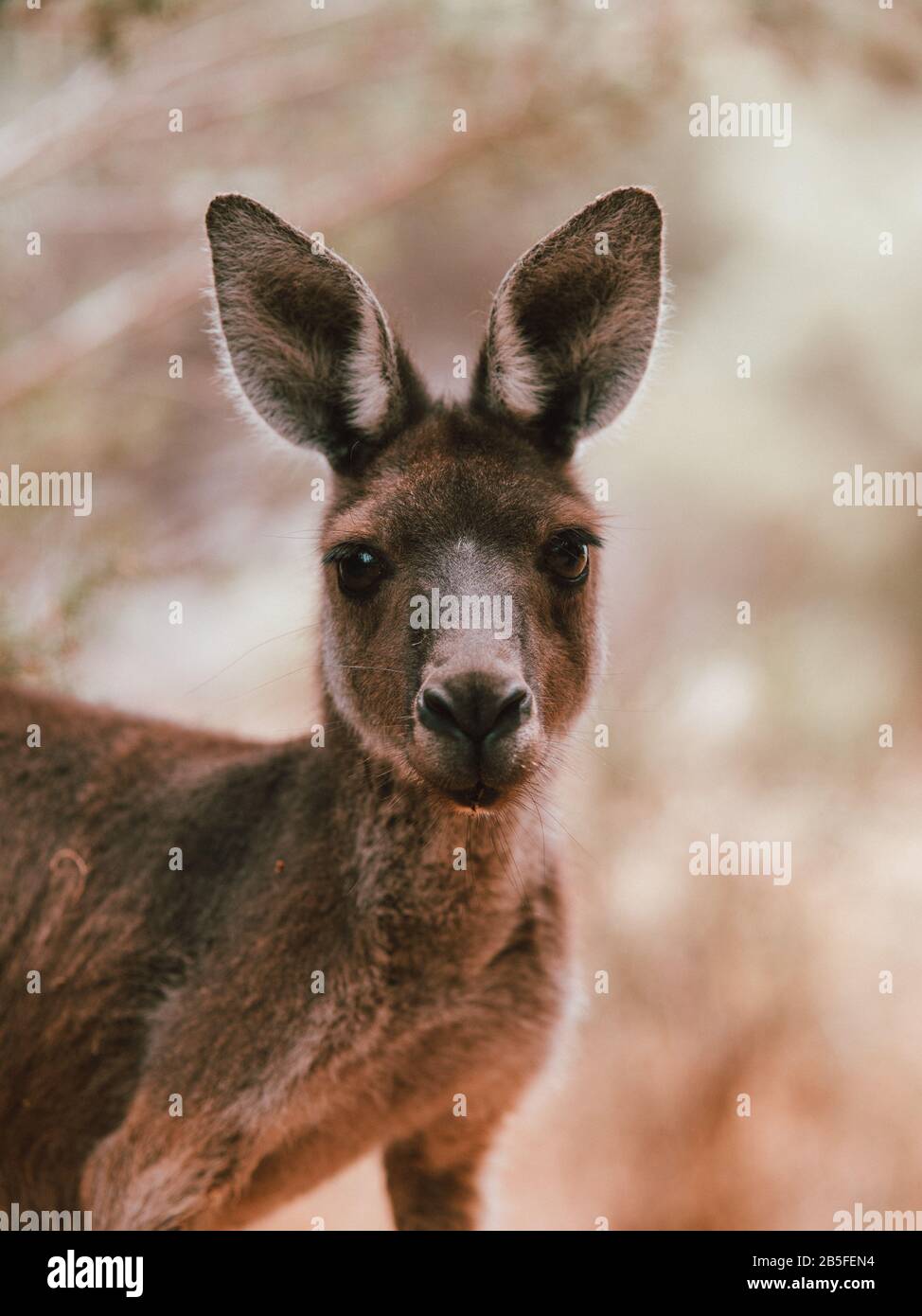 Kanga hi-res stock photography and images - Alamy