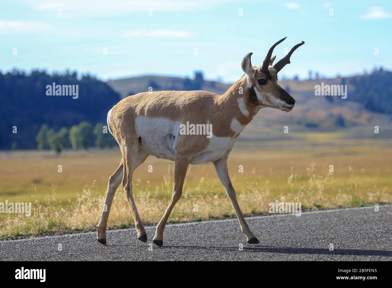Pronghorn antelope crossing road hi-res stock photography and images ...