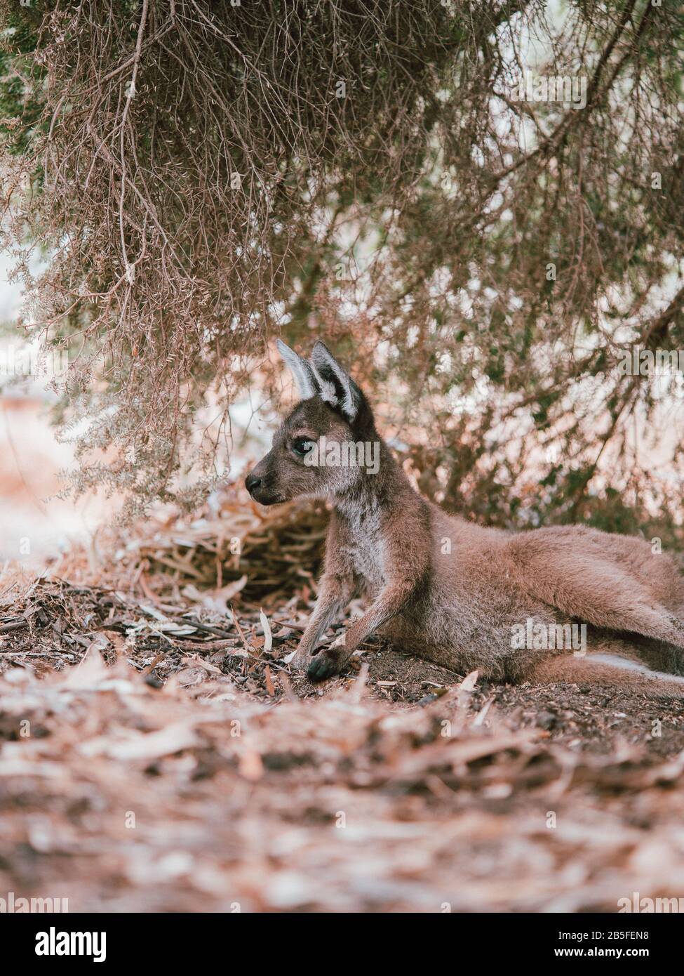 Kanga hi-res stock photography and images - Alamy