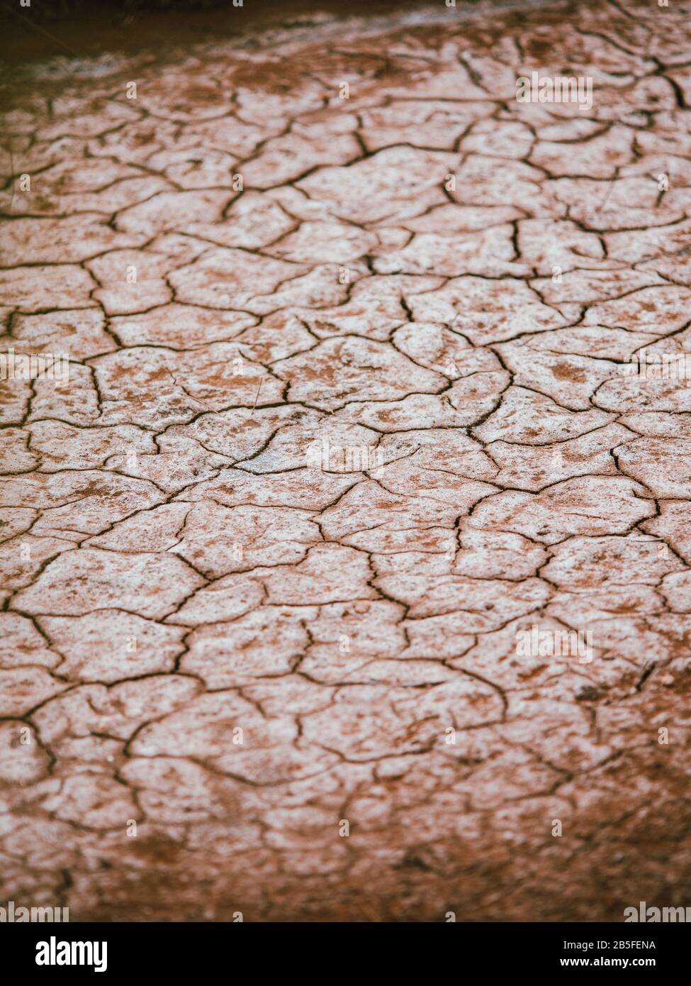 Aussie plants hi-res stock photography and images - Alamy