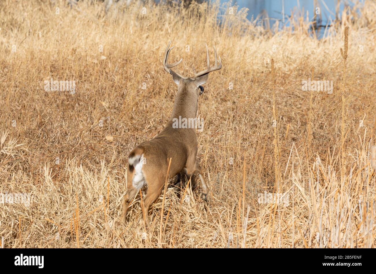 Buck Whitetail Deer in Colorado in the Fall Rut Stock Photo - Alamy