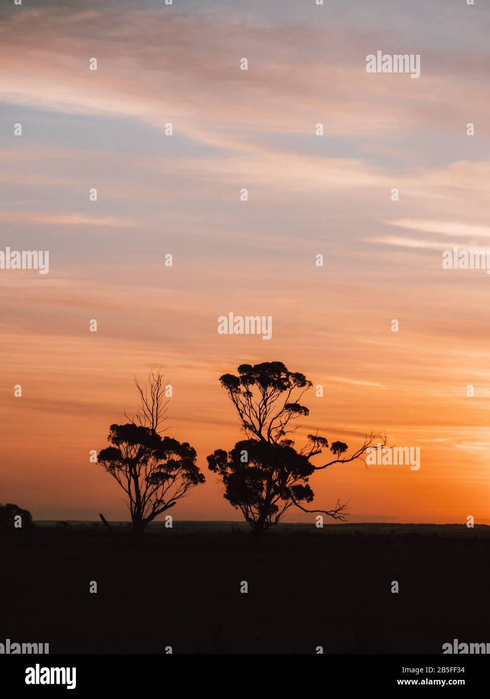 Silhouettes of trees and buildings hi-res stock photography and images ...