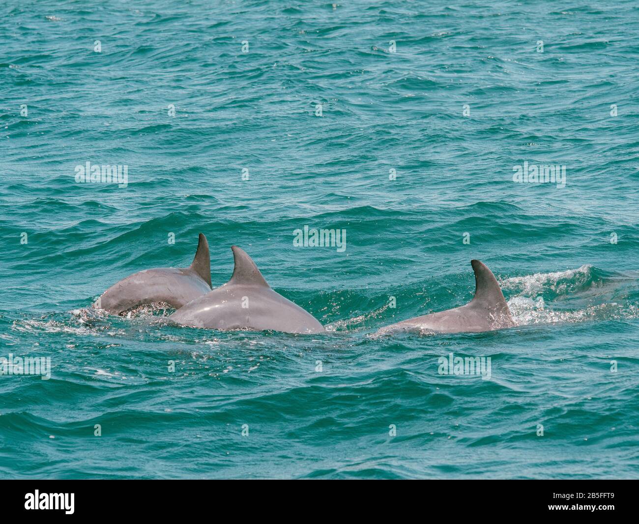 Some wild dolphins in the ocean in Western Australia Stock Photo - Alamy