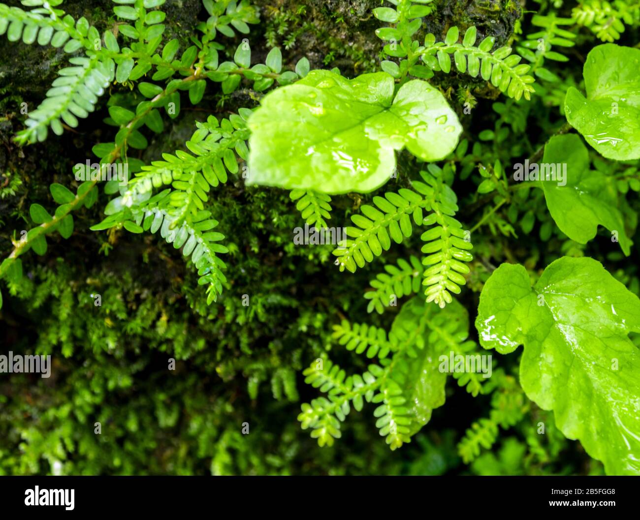 Close-up of freshness small fern leaves with moss and algae growing on ...