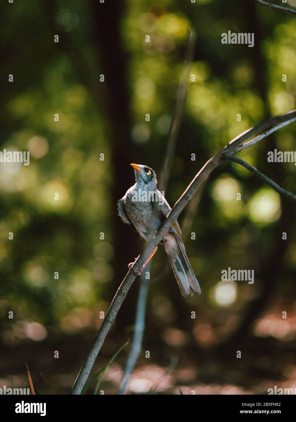A unique and interesting looking wild bird, indigenous to Australia ...